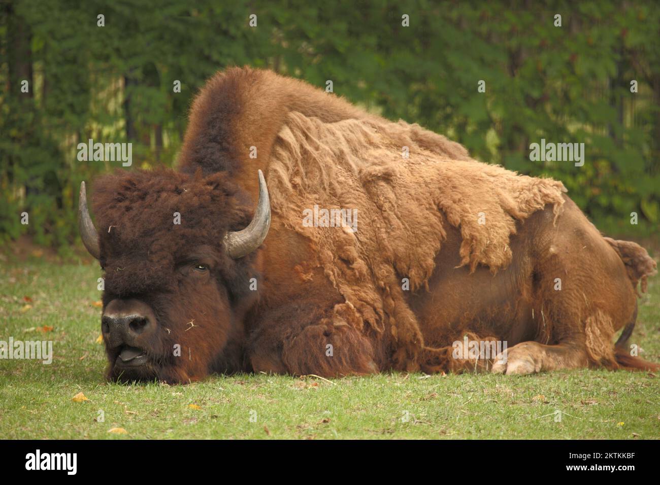 Amerikanischer Bison / American bison / Bison bison - Bos bison Stock ...
