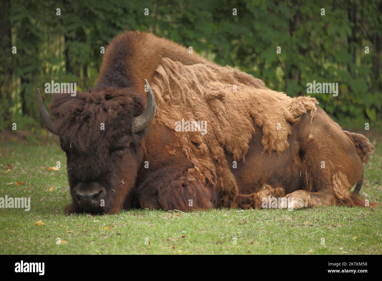 Amerikanischer Bison / American bison / Bison bison - Bos bison Stock ...