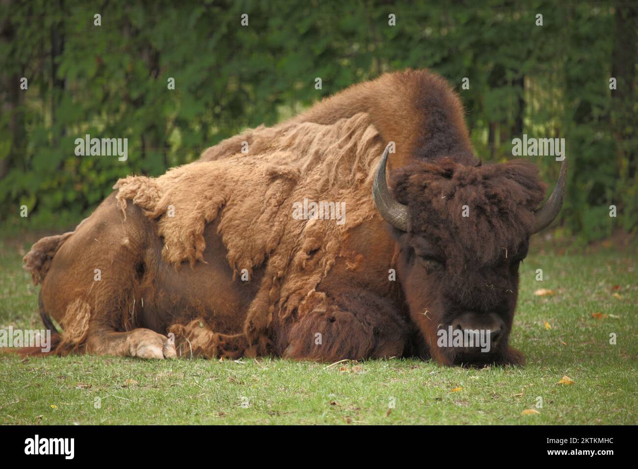 Amerikanischer Bison / American bison / Bison bison - Bos bison Stock ...