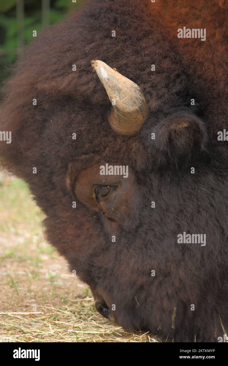Amerikanischer Bison / American bison / Bison bison - Bos bison Stock ...