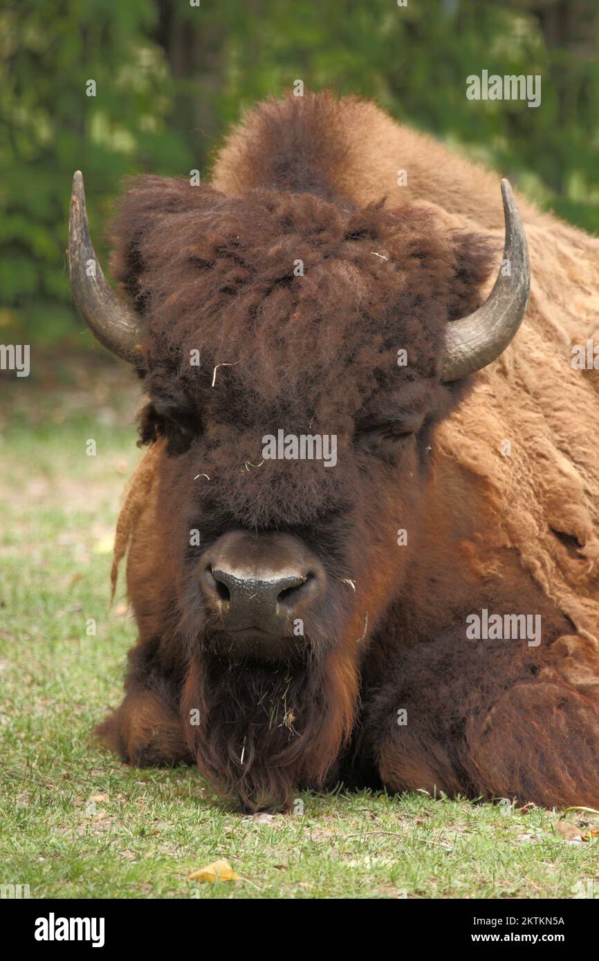 Amerikanischer Bison / American bison / Bison bison - Bos bison Stock ...