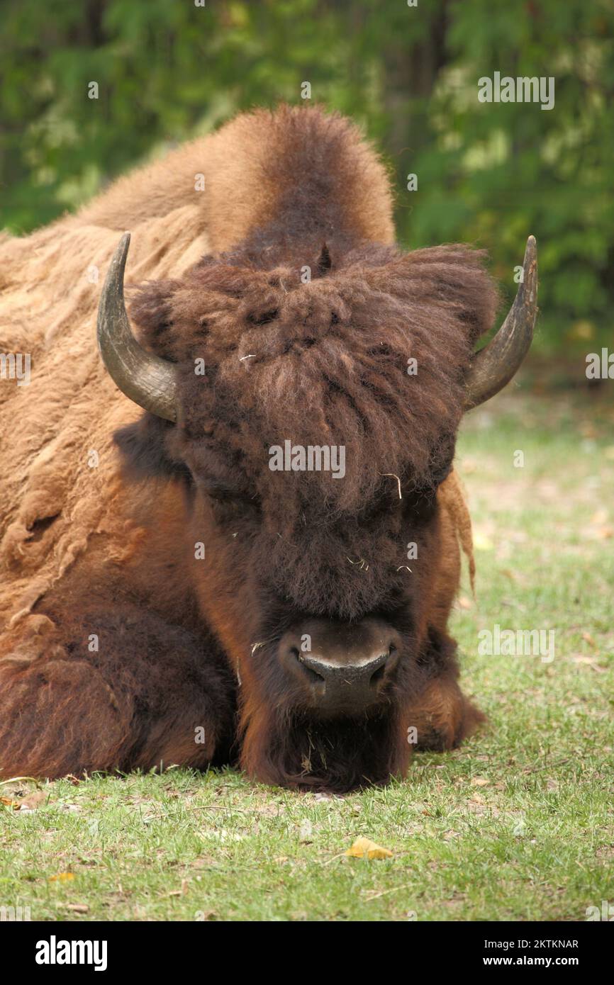 Amerikanischer Bison / American bison / Bison bison - Bos bison Stock ...