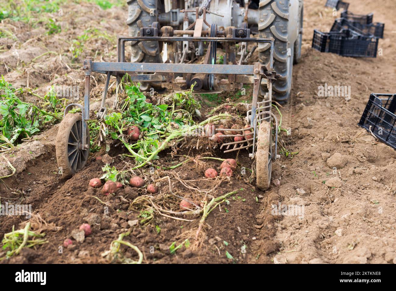 Potato harvester digs ripe potatoes Stock Photo - Alamy