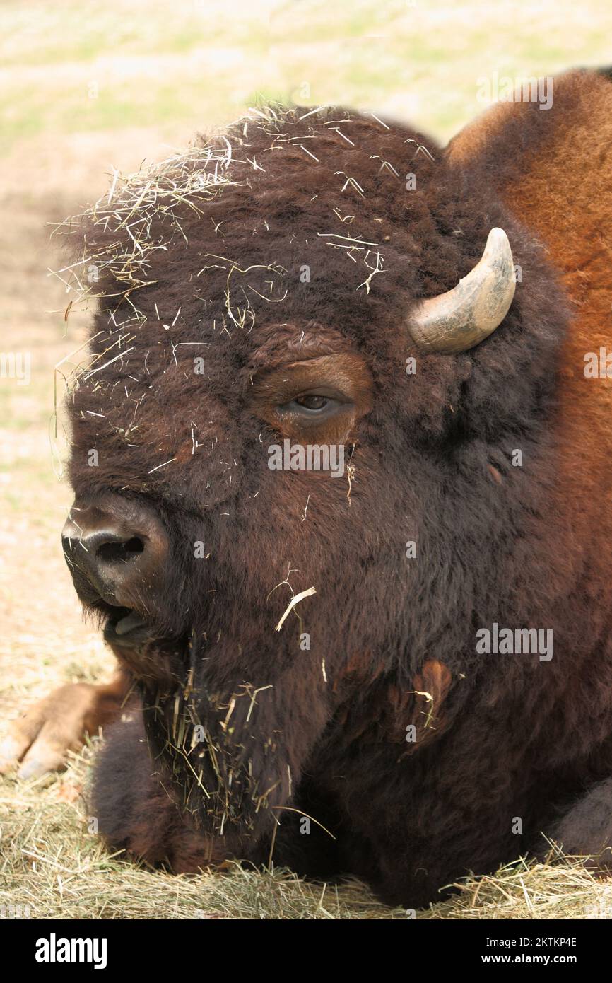 Amerikanischer Bison / American bison / Bison bison - Bos bison Stock ...