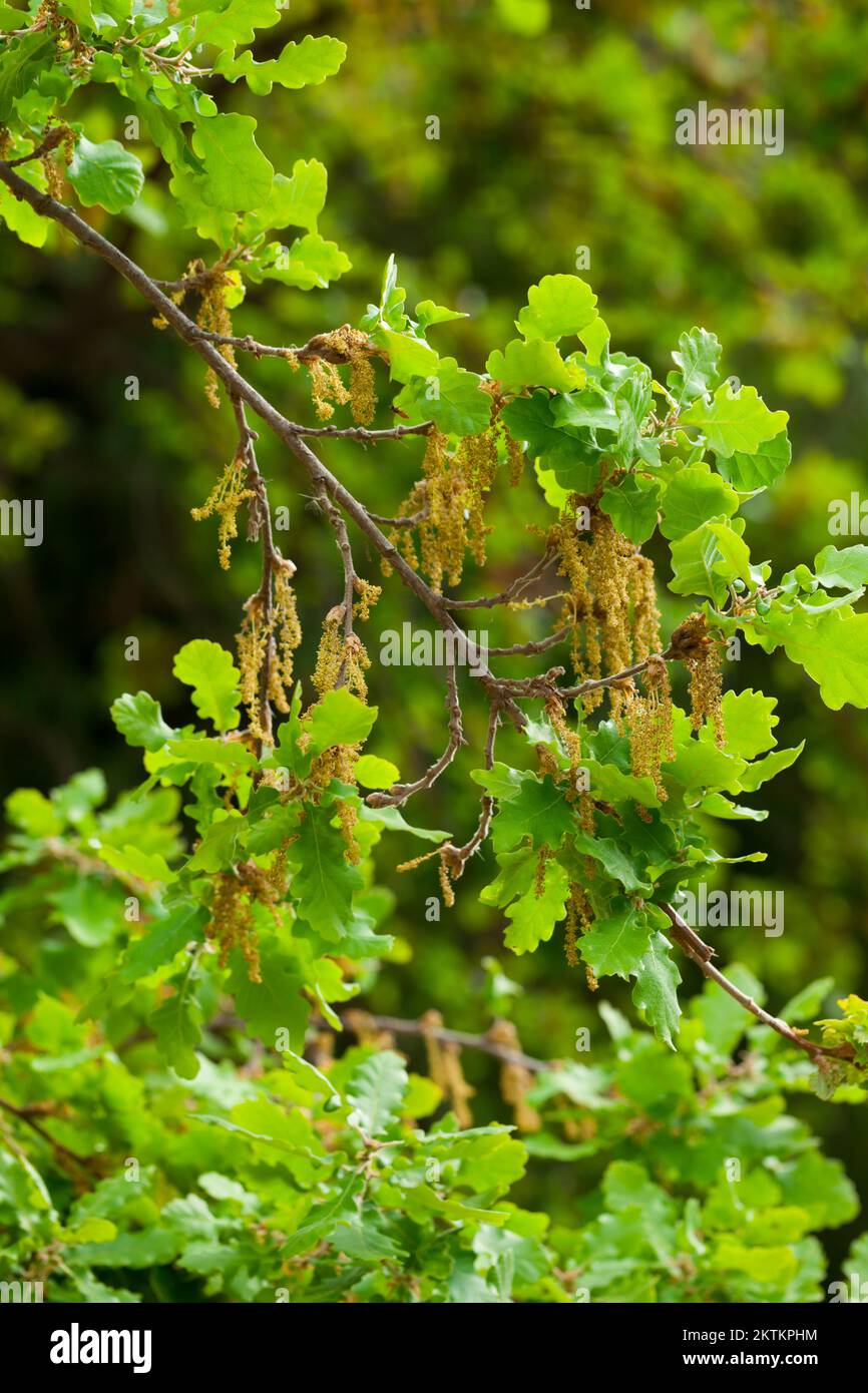 Oak strings hi-res stock photography and images - Alamy