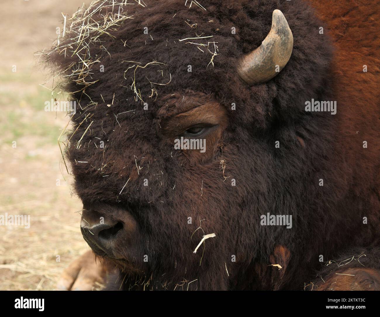 Amerikanischer Bison / American bison / Bison bison - Bos bison Stock ...