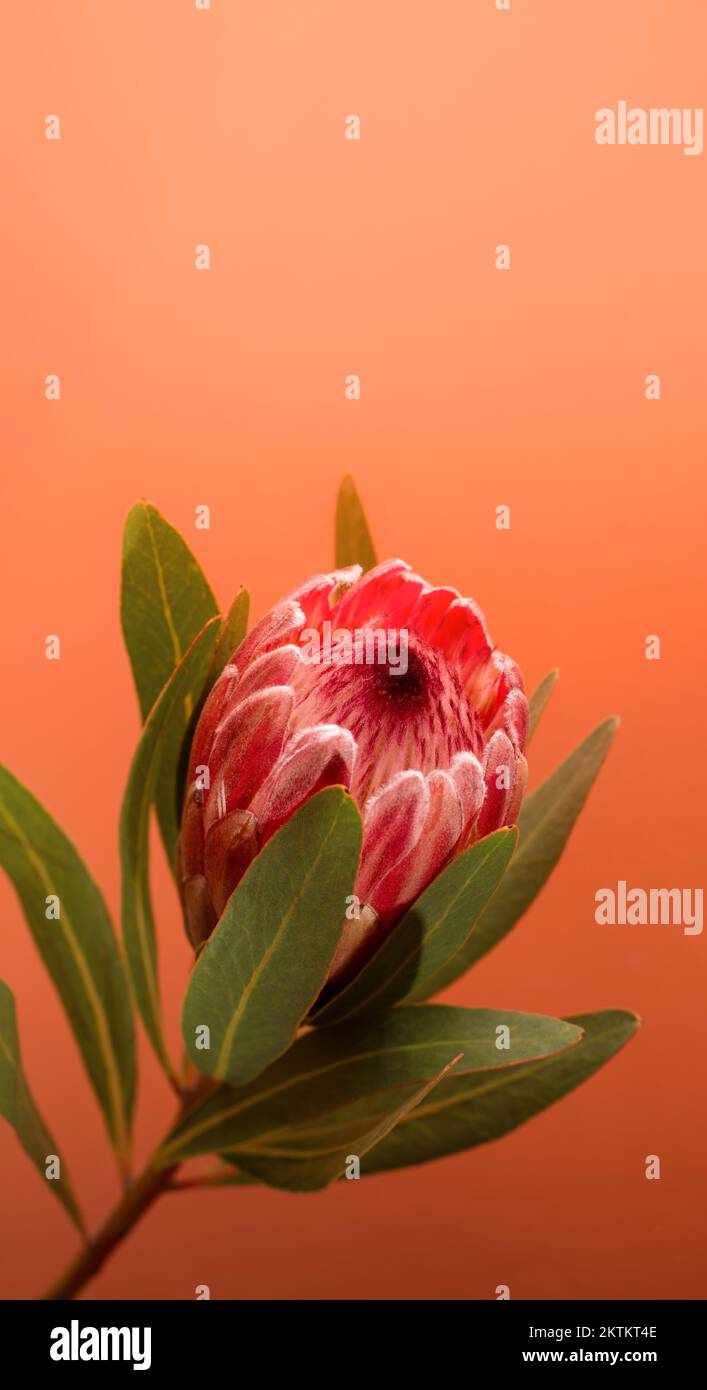 Beautiful Protea Flower against a peach color background. Blooming Pink ...