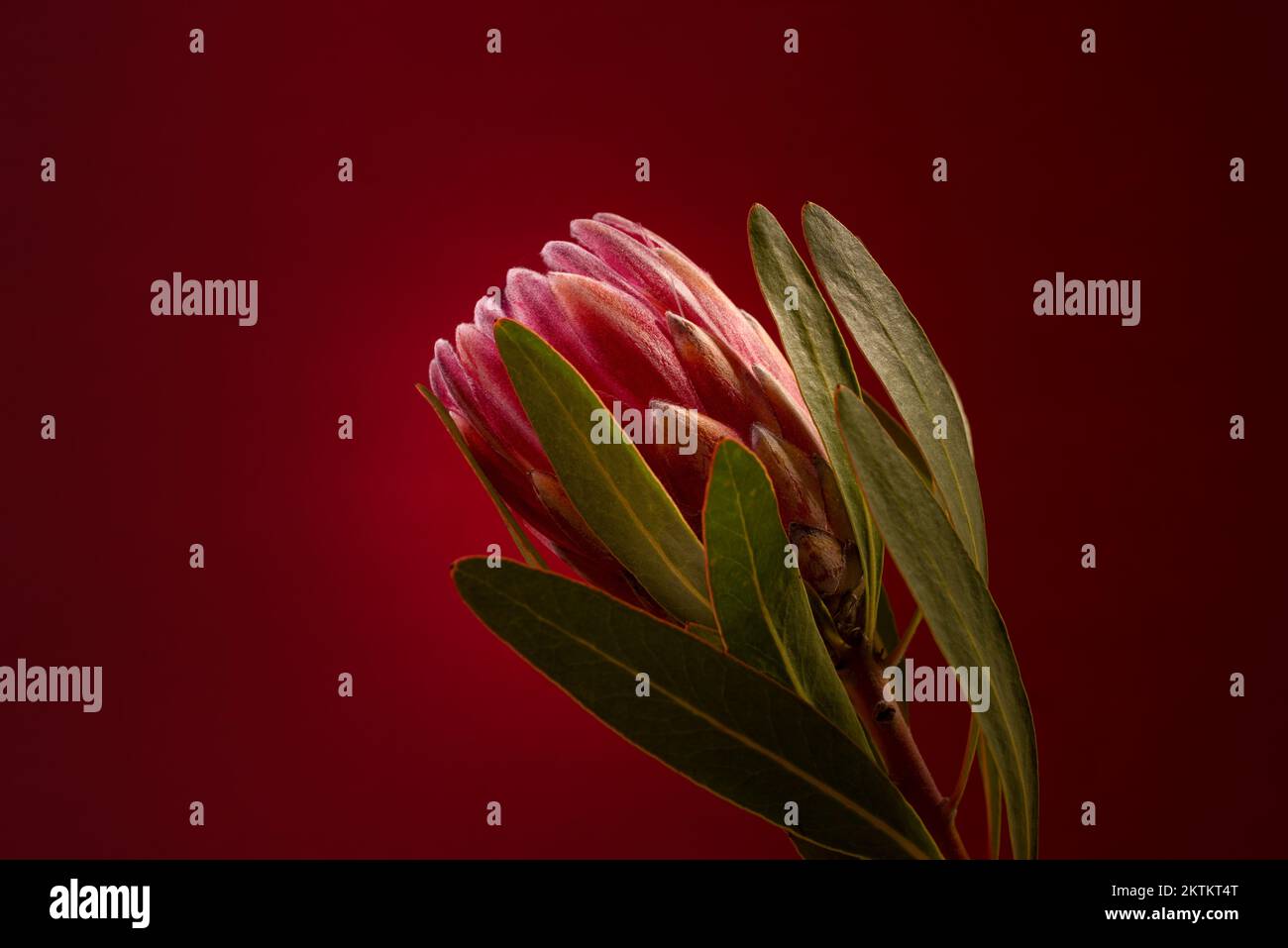 Beautiful Protea Flower against a red background. Blooming Pink King ...