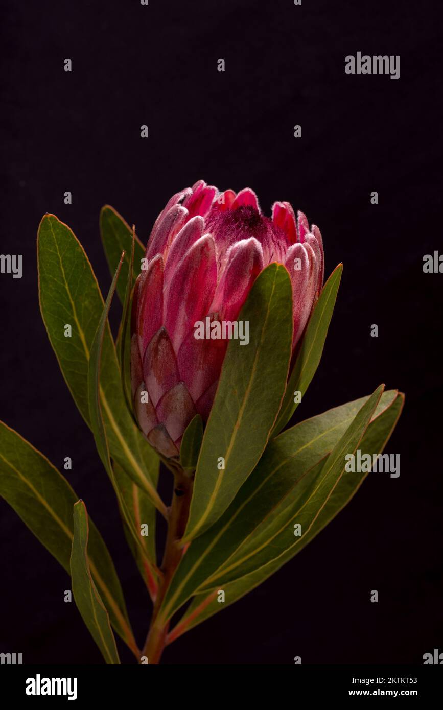 Beautiful Protea Flower against a black background. Blooming Pink King ...