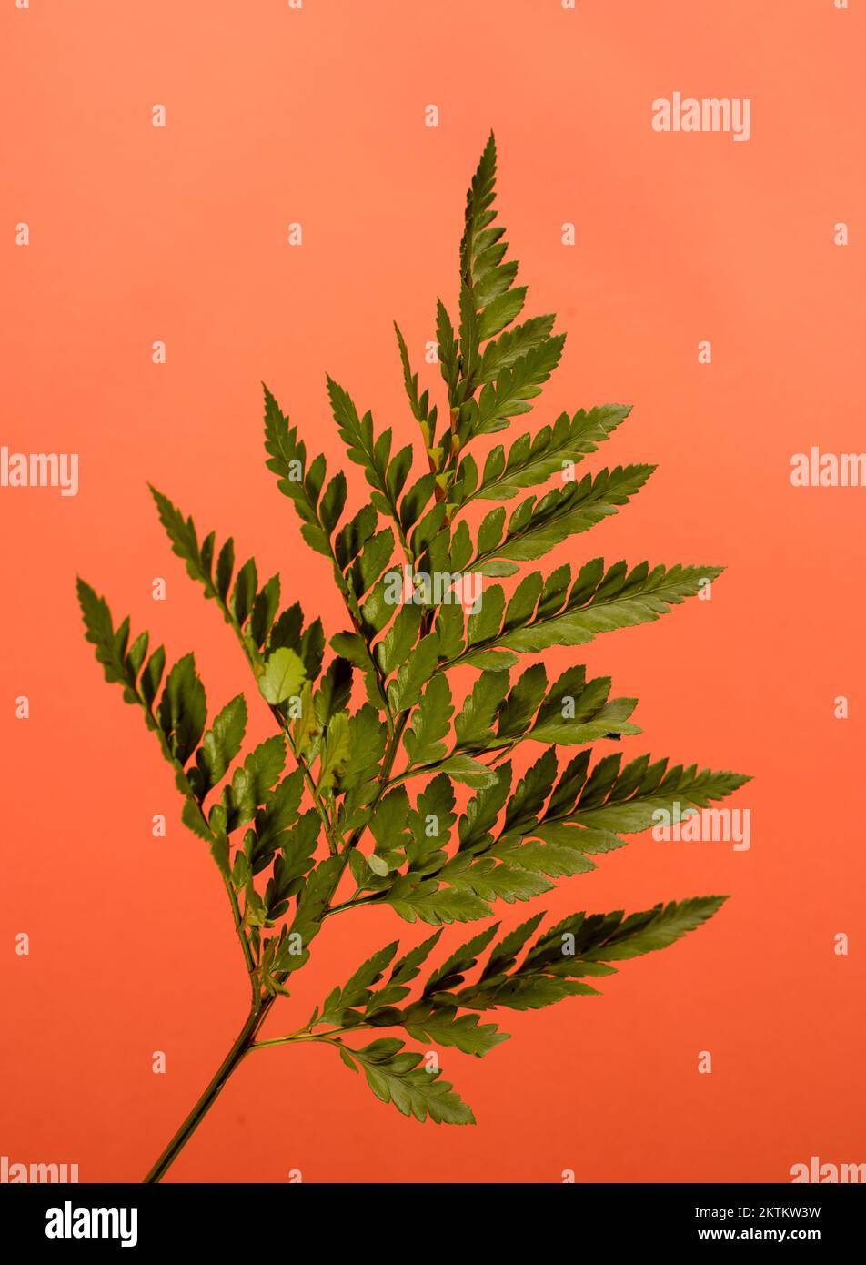 Fresh Green Leaf of Fern against Orange Background. Botanical ...