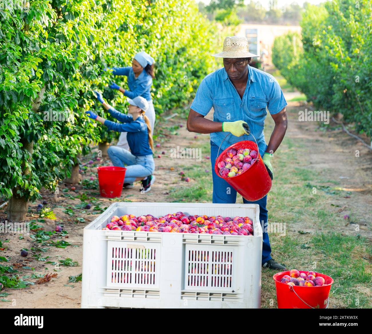 Afro american gardener bulking plums into big crate Stock Photo - Alamy