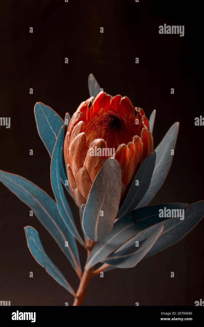 Beautiful Protea Flower against a black background. Blooming Pink King ...