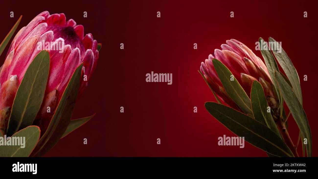 Beautiful Protea Flower against a black background. Blooming Pink King ...