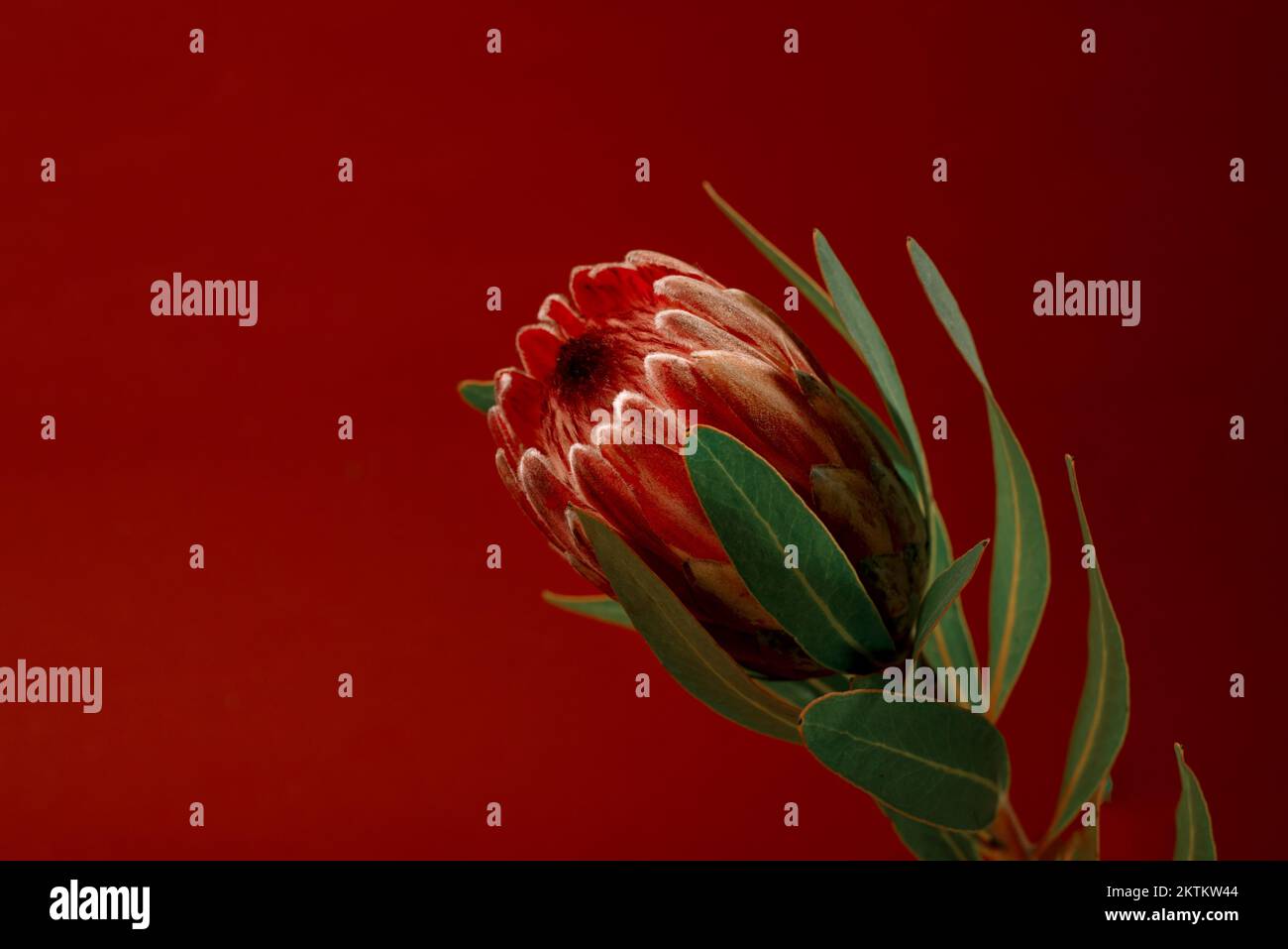 Beautiful Protea Flower against a red background. Blooming Pink King ...