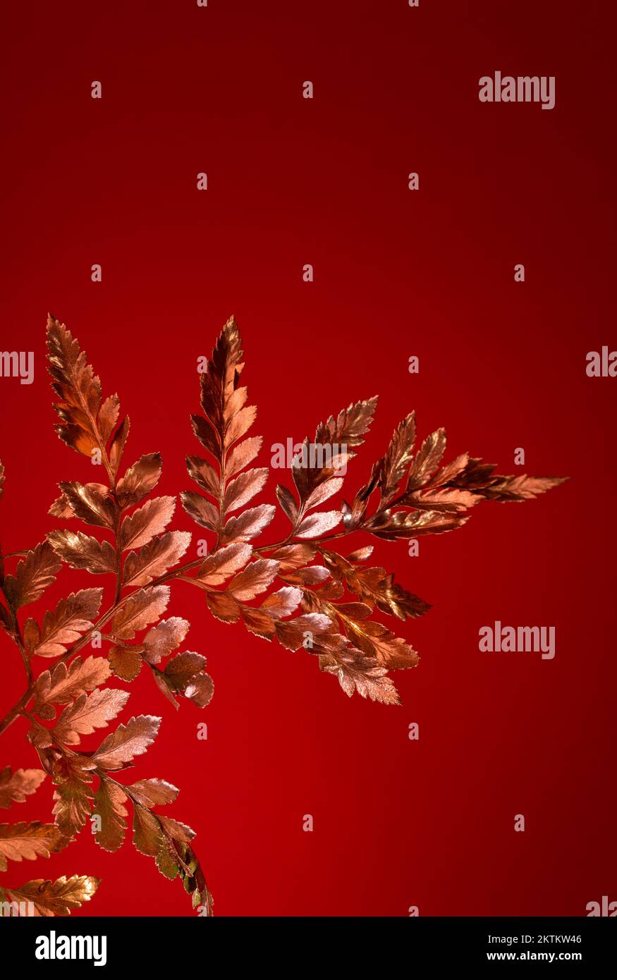 Golden Branch of Fern Plant Against red Background. Good For New Year ...