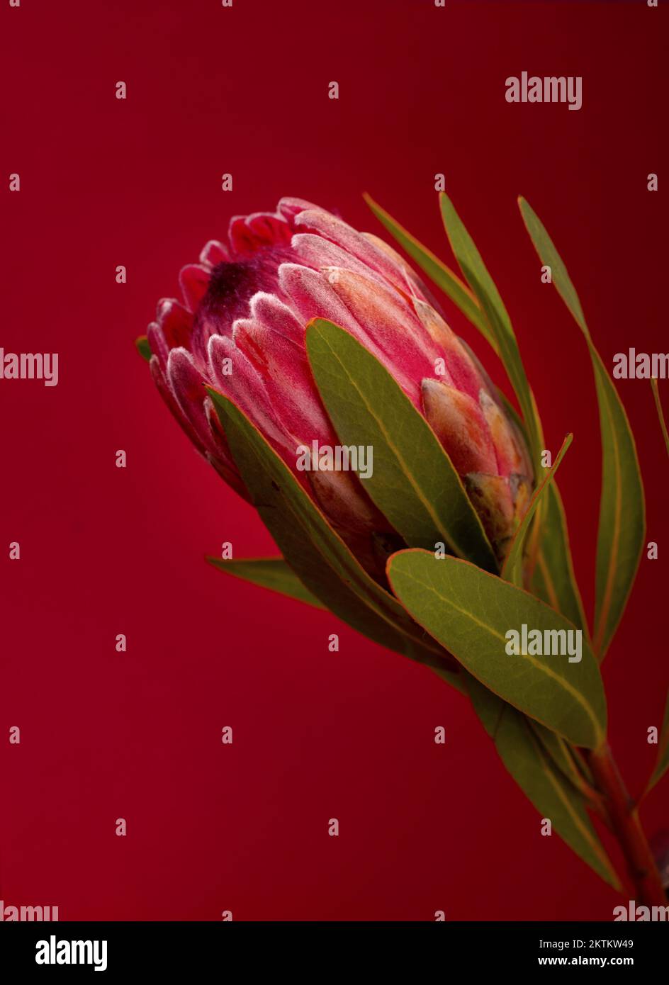 Beautiful Protea Flower against a red background. Blooming Pink King ...
