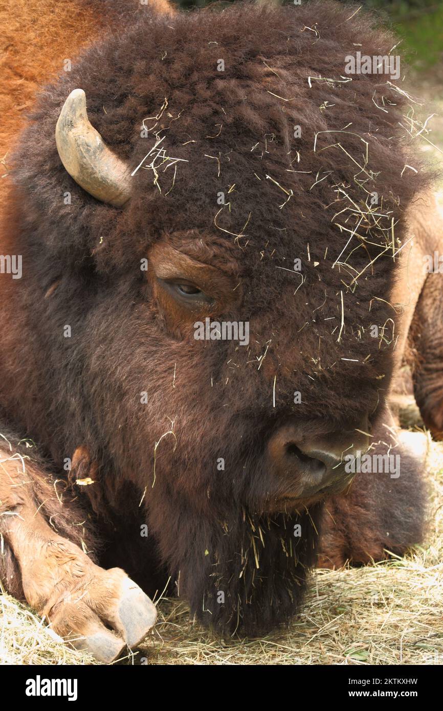 Amerikanischer Bison / American bison / Bison bison - Bos bison Stock ...