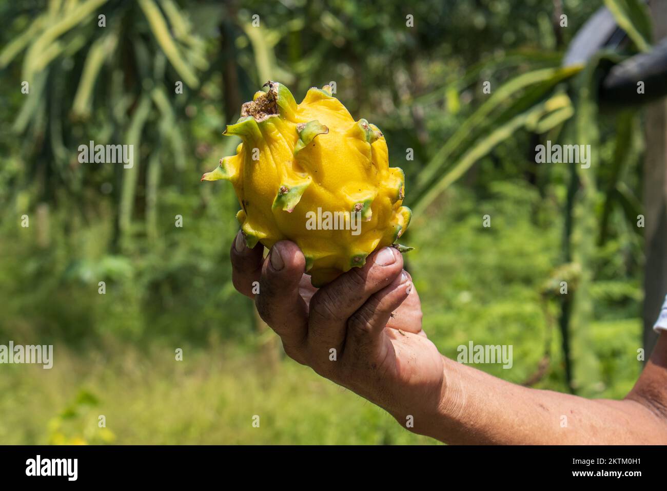 Arboles fruta hi-res stock photography and images - Alamy