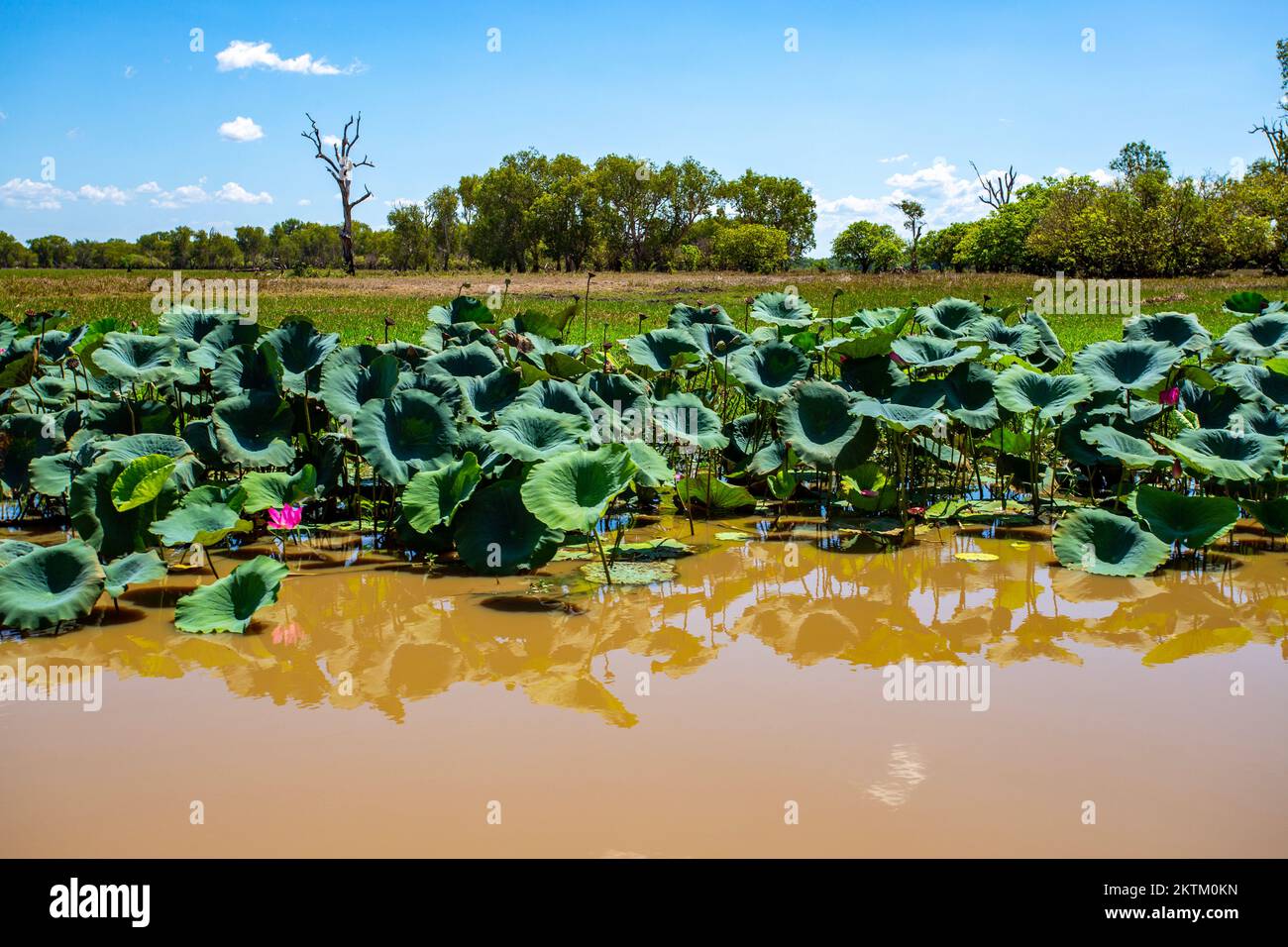 Billabongs hi-res stock photography and images - Alamy