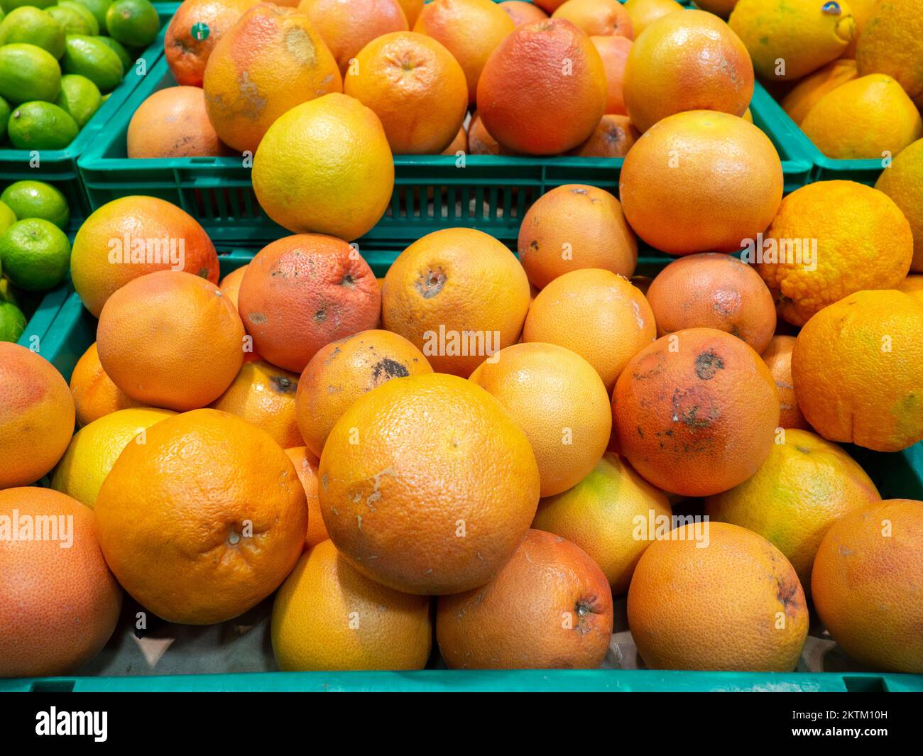 Store shelves. Grapefruit counter.Ingredient for juice. Assortment in ...