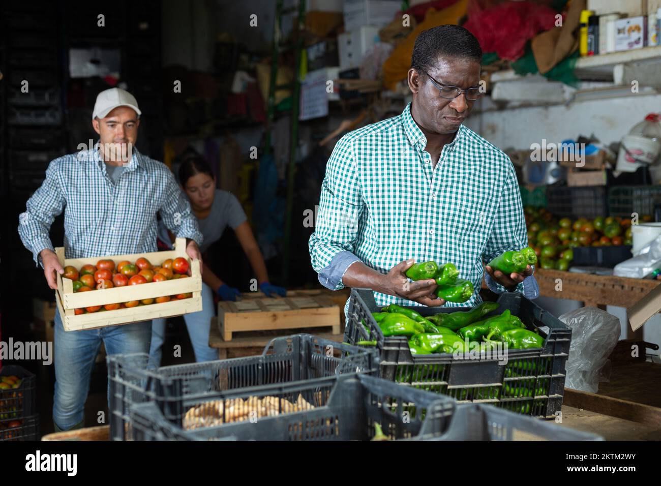 Hired worker sorts bell peppers in vegetables warehouse Stock Photo - Alamy