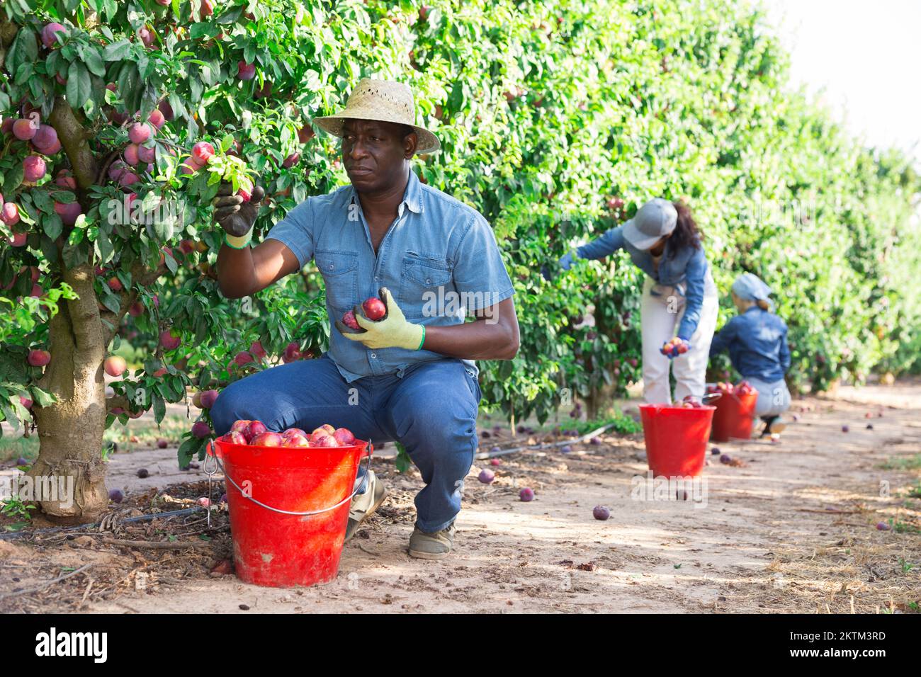 Man farmer picking ripe plums in garden Stock Photo - Alamy