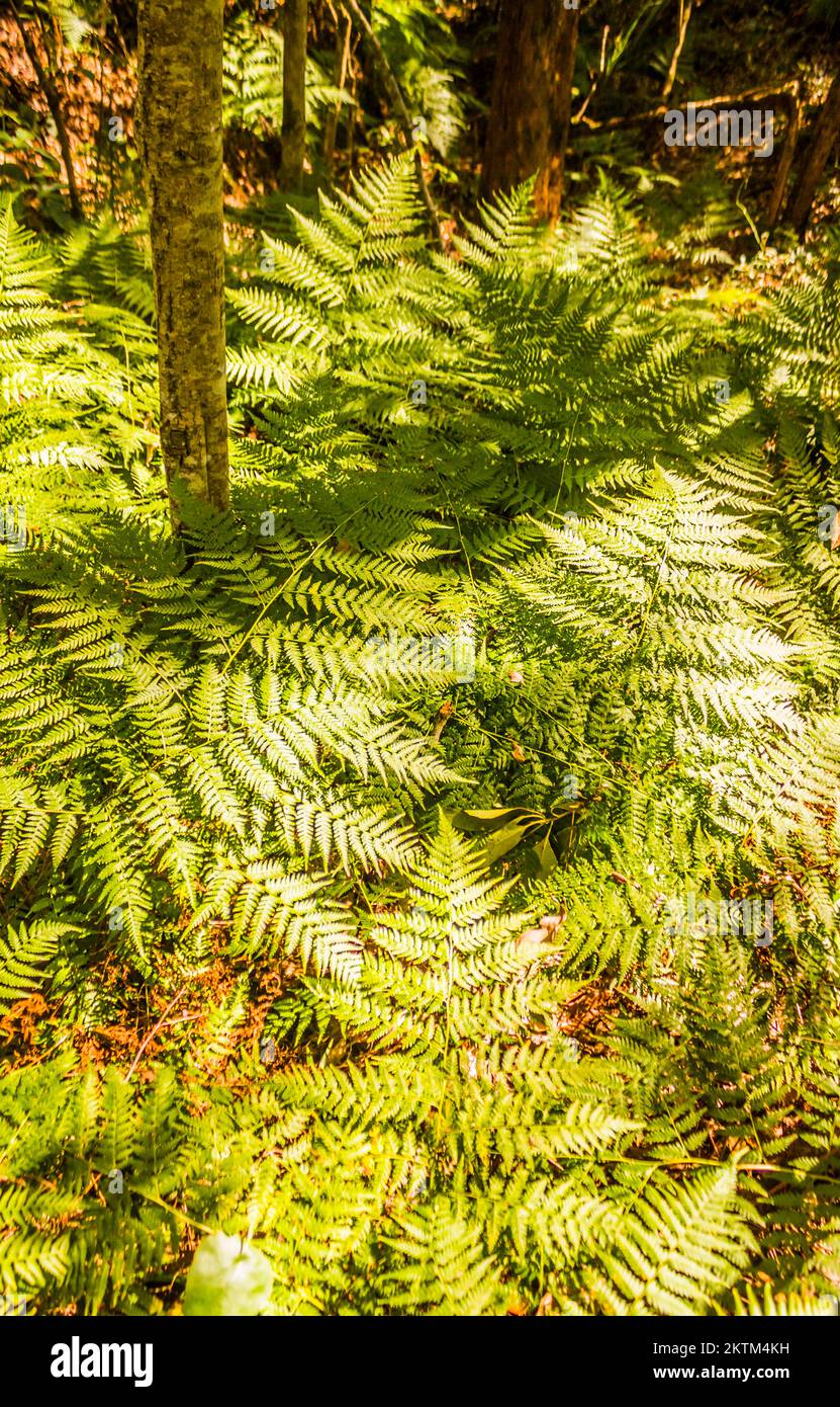 Pinewood bracken hi-res stock photography and images - Alamy
