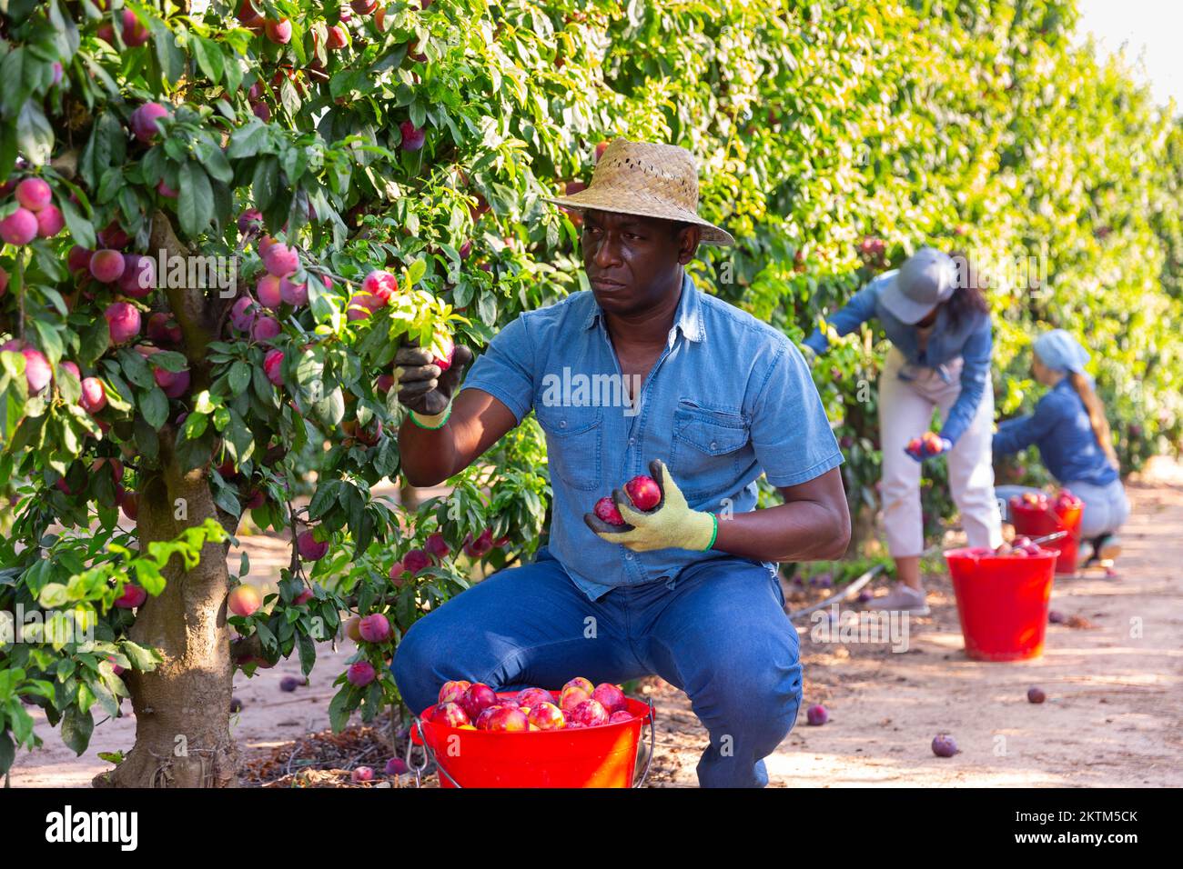 African plum tree hi-res stock photography and images - Alamy