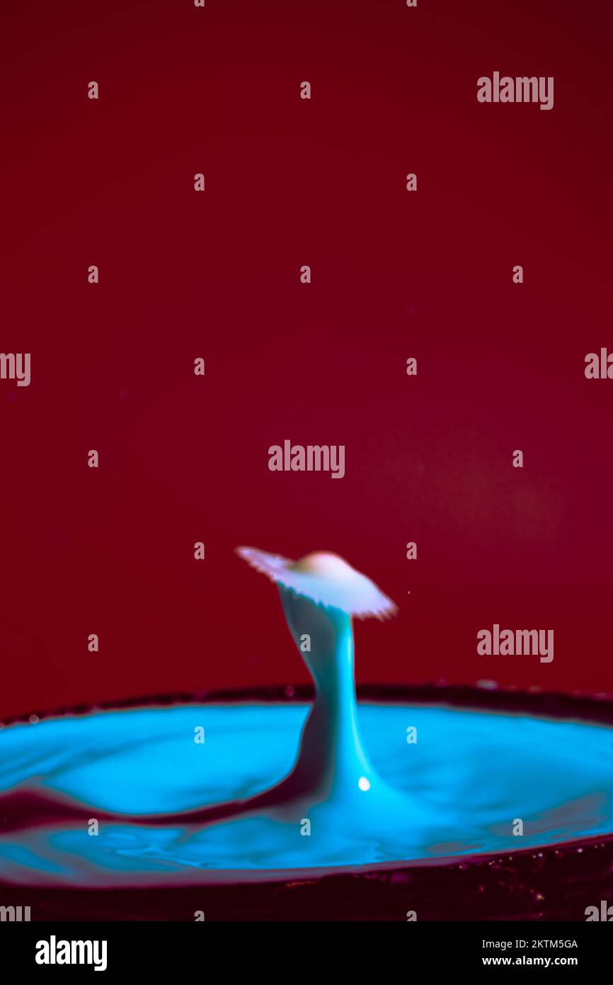 collision of moving water drops of blue color on a purple red ...