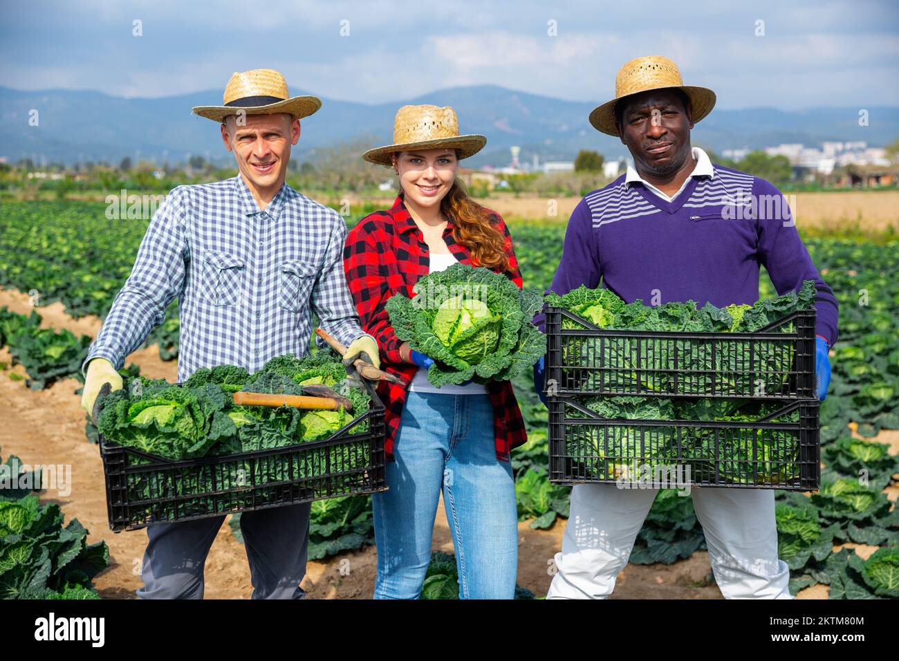 Successful horticulturists with harvested savoy cabbage on farm field ...