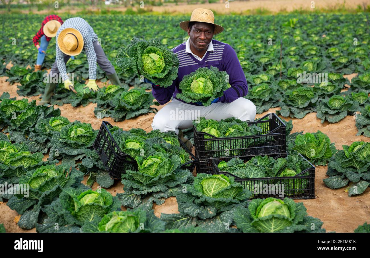 African-american farmer harvesting cabbage in farm field Stock Photo ...