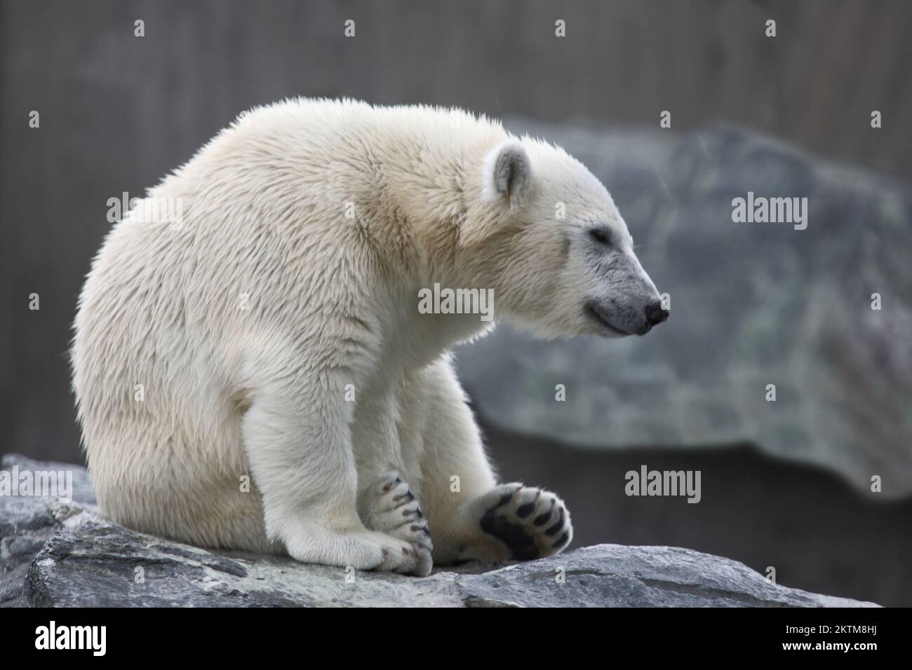Eisbär / Polar bear / Ursus maritimus Stock Photo - Alamy