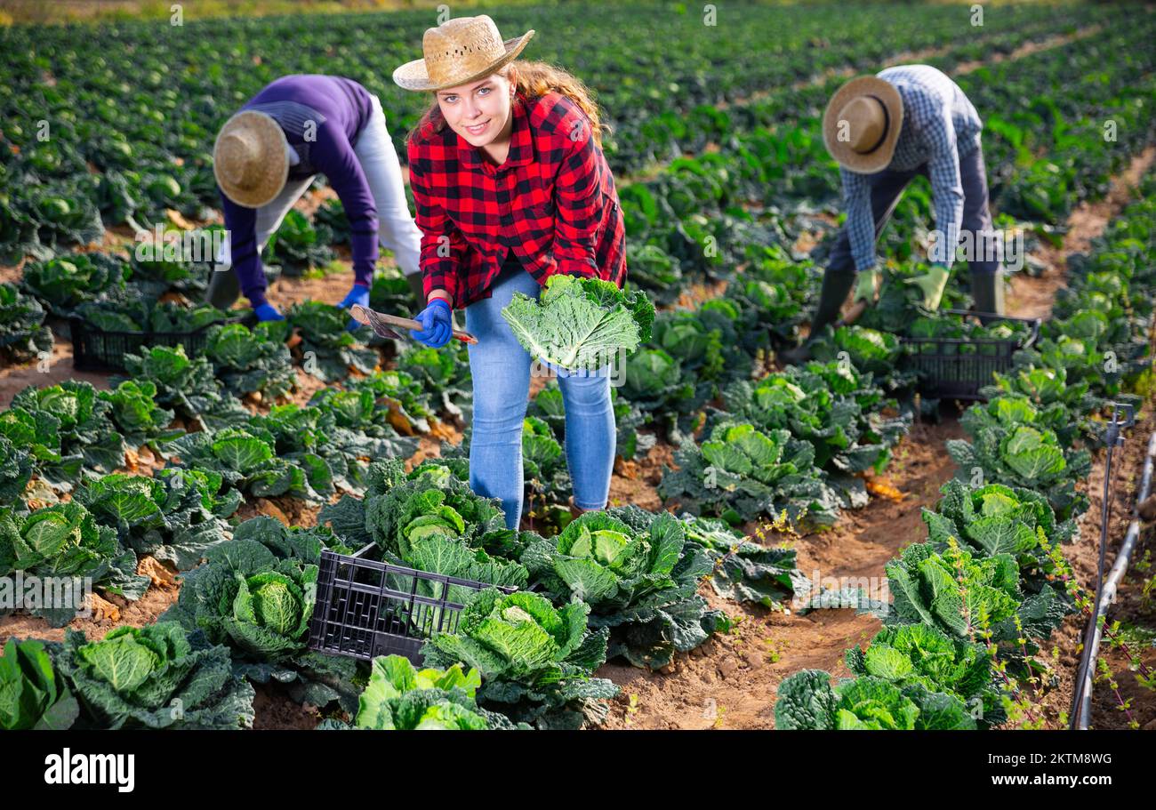 Young female farmer harvesting fresh savoy cabbage Stock Photo - Alamy