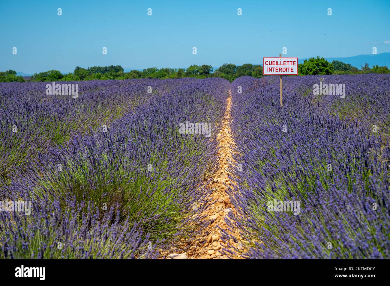 Lavender fields in blossom at Plateau de Valensole in Summer. French ...
