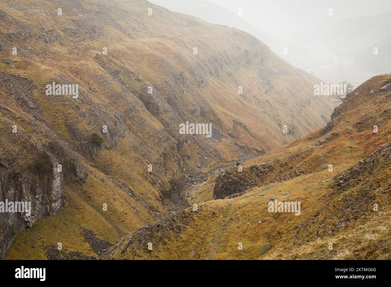 Swaledale spring tree hi-res stock photography and images - Alamy