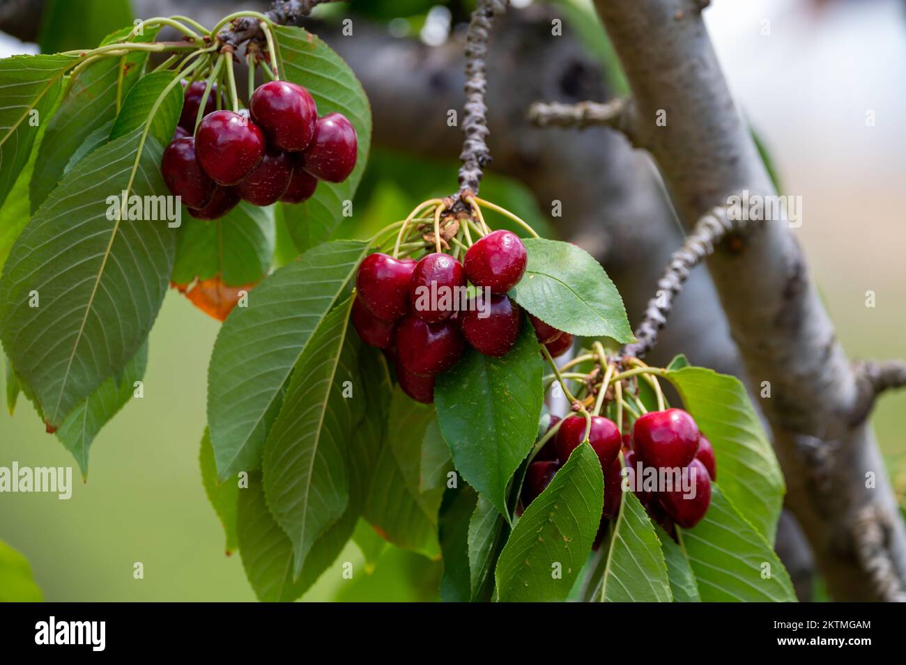 Sweet ripe black cherry berries hanging on cherry tree in fruit orchard ...