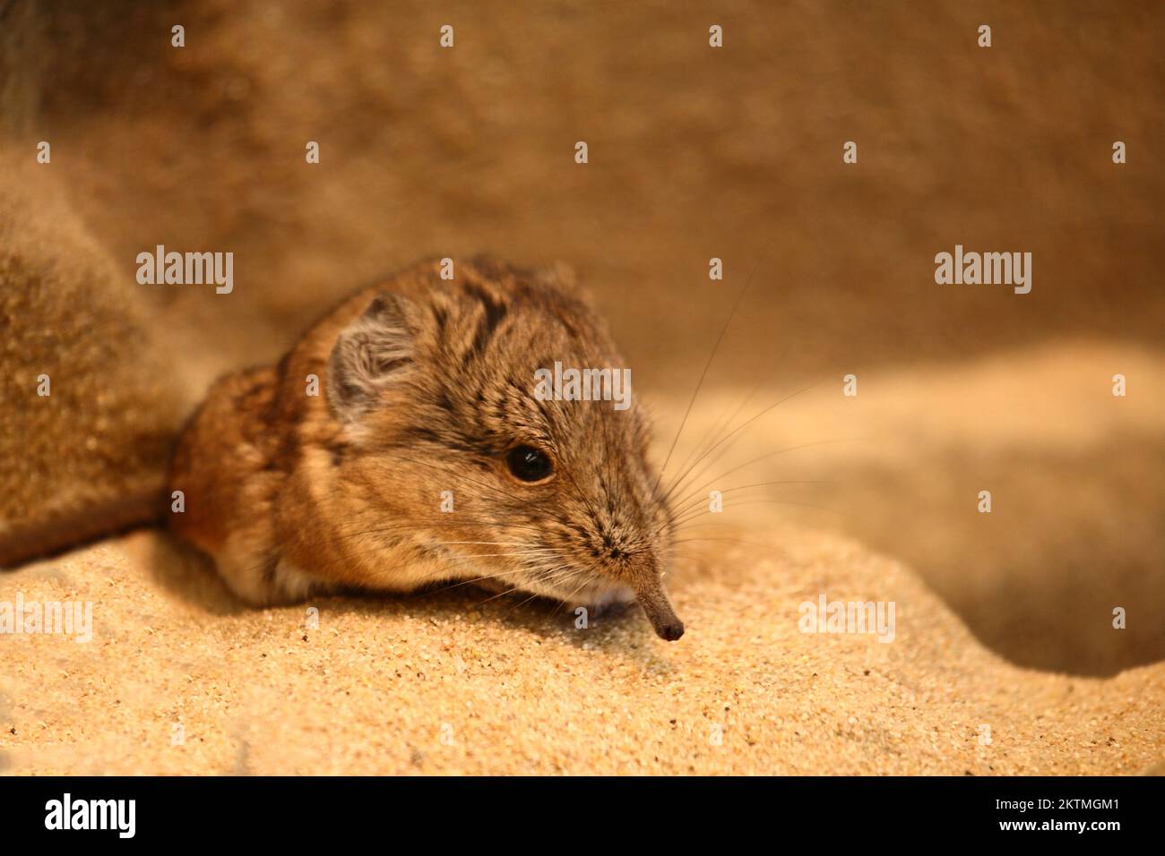 Kurzohrrüsselspringer / Round-eared elephant shrew / Macroscelides proboscideus Stock Photo - Alamy