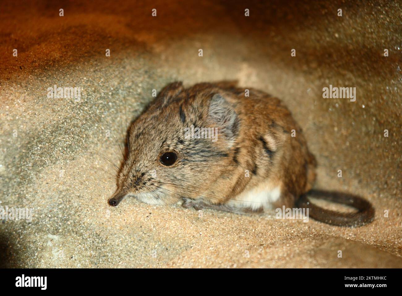 Round eared sengi hi-res stock photography and images - Alamy