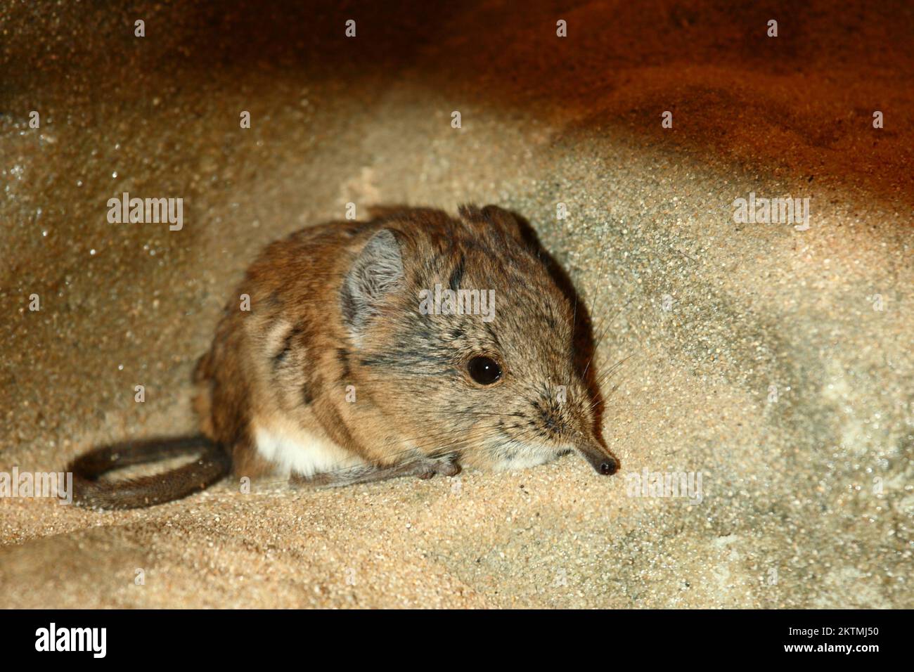 Round eared sengi hi-res stock photography and images - Alamy