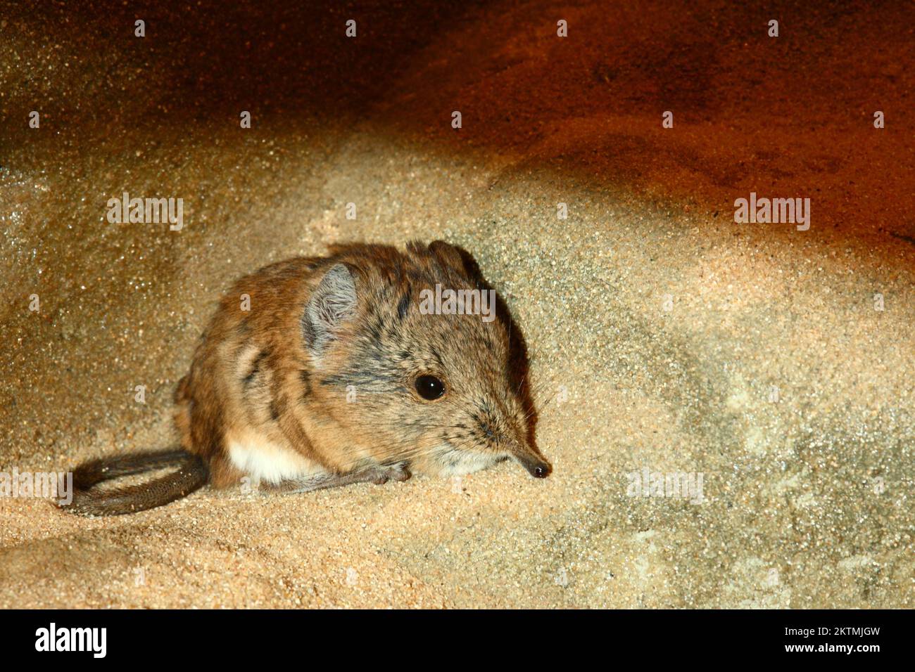 Kurzohrrüsselspringer / Round-eared elephant shrew / Macroscelides proboscideus Stock Photo - Alamy