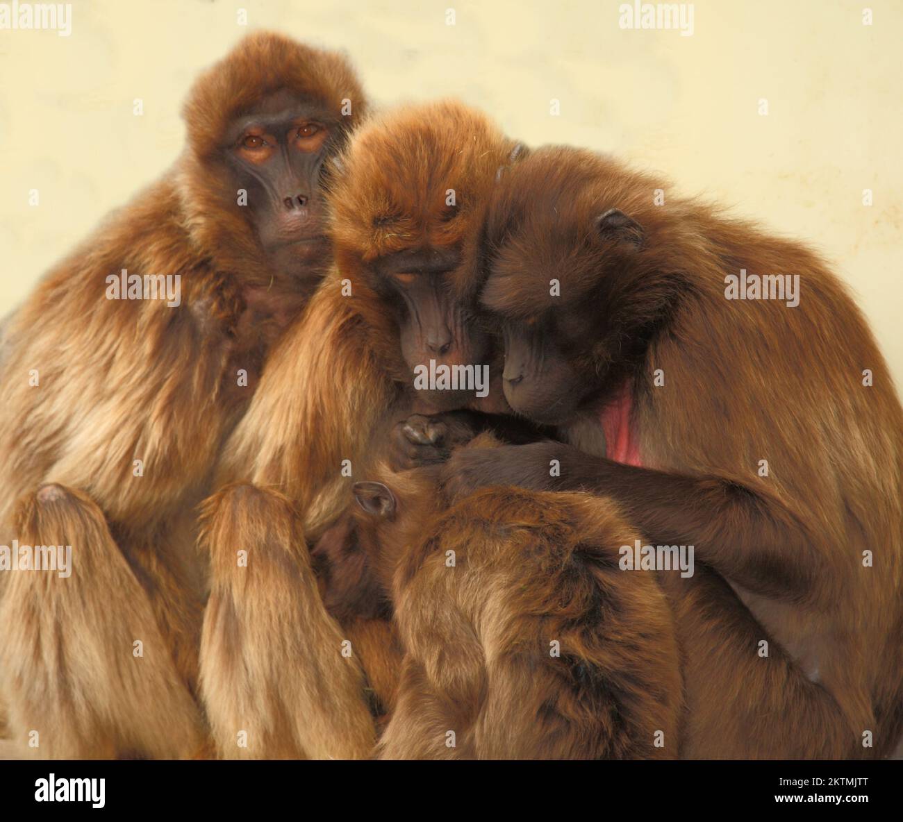 Blutbrustpavian oder Dschelada / Gelada / Theropithecus gelada Stock ...