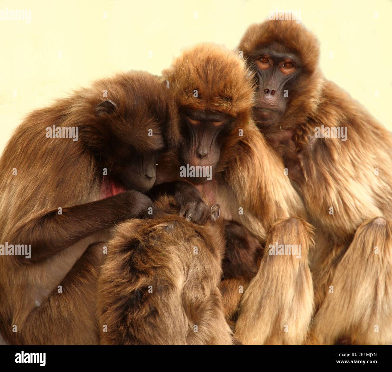 Blutbrustpavian oder Dschelada / Gelada / Theropithecus gelada Stock ...