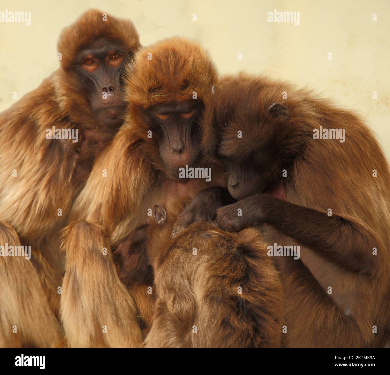 Blutbrustpavian oder Dschelada / Gelada / Theropithecus gelada Stock ...