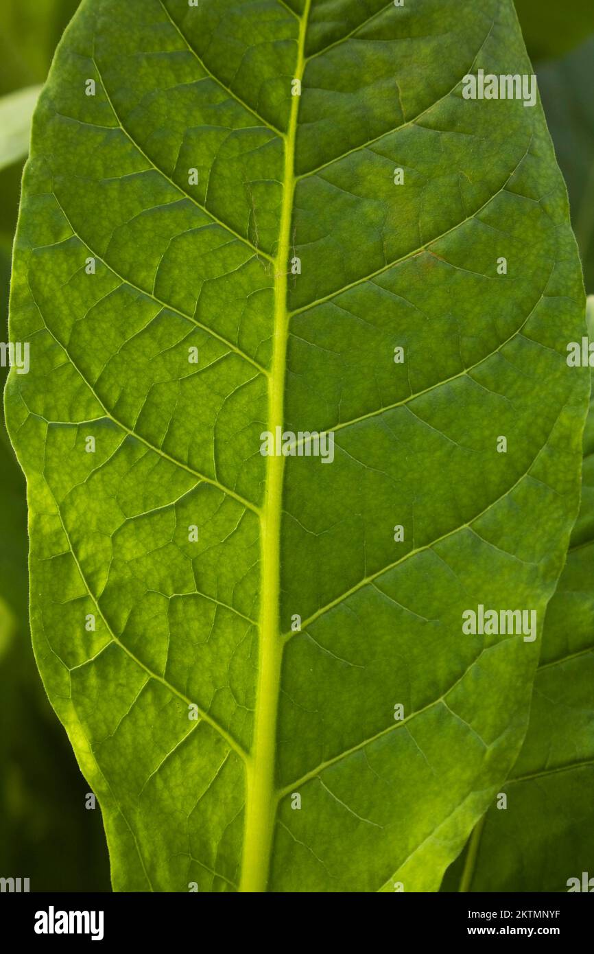 Upclose portraits hi-res stock photography and images - Alamy