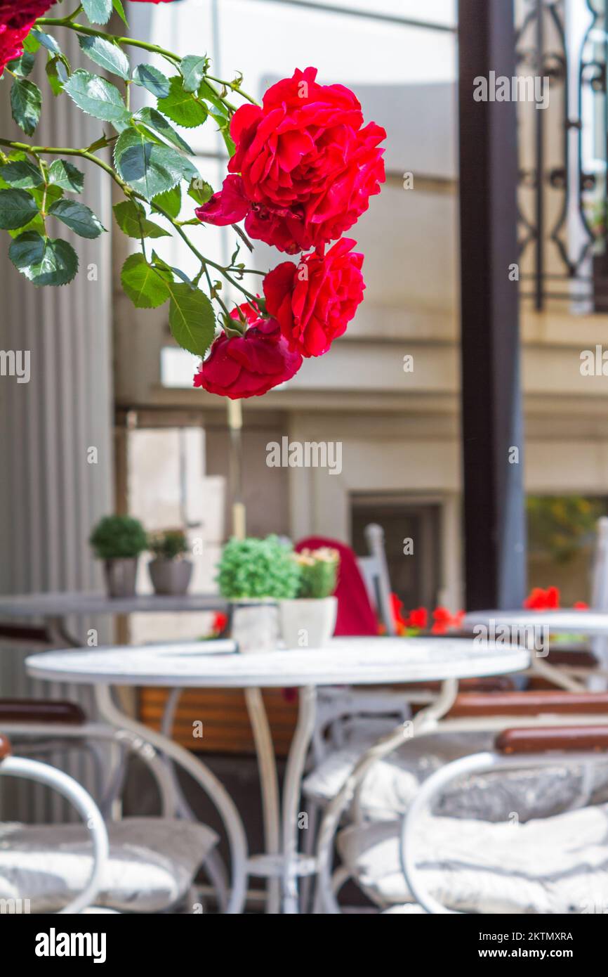 Summer cityscape - closeup view of roses on a background of a street ...