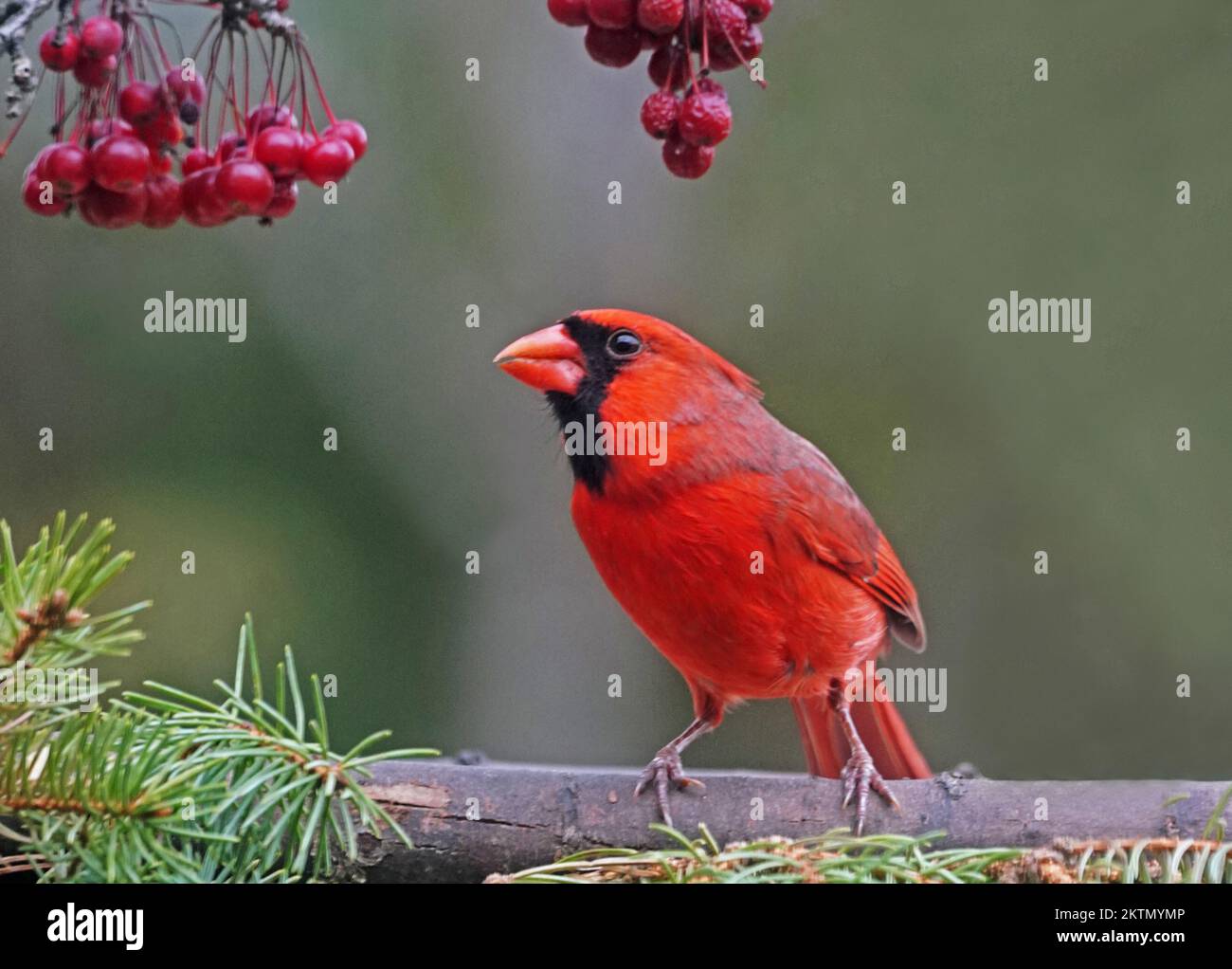 Northern Cardinal male looking up at crabapples during autumn in ...