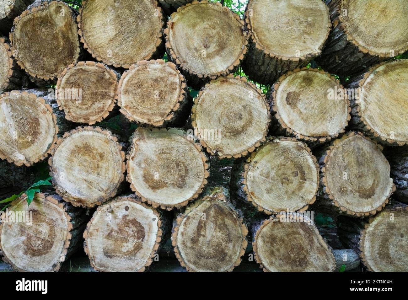 Sawed clean hi-res stock photography and images - Alamy