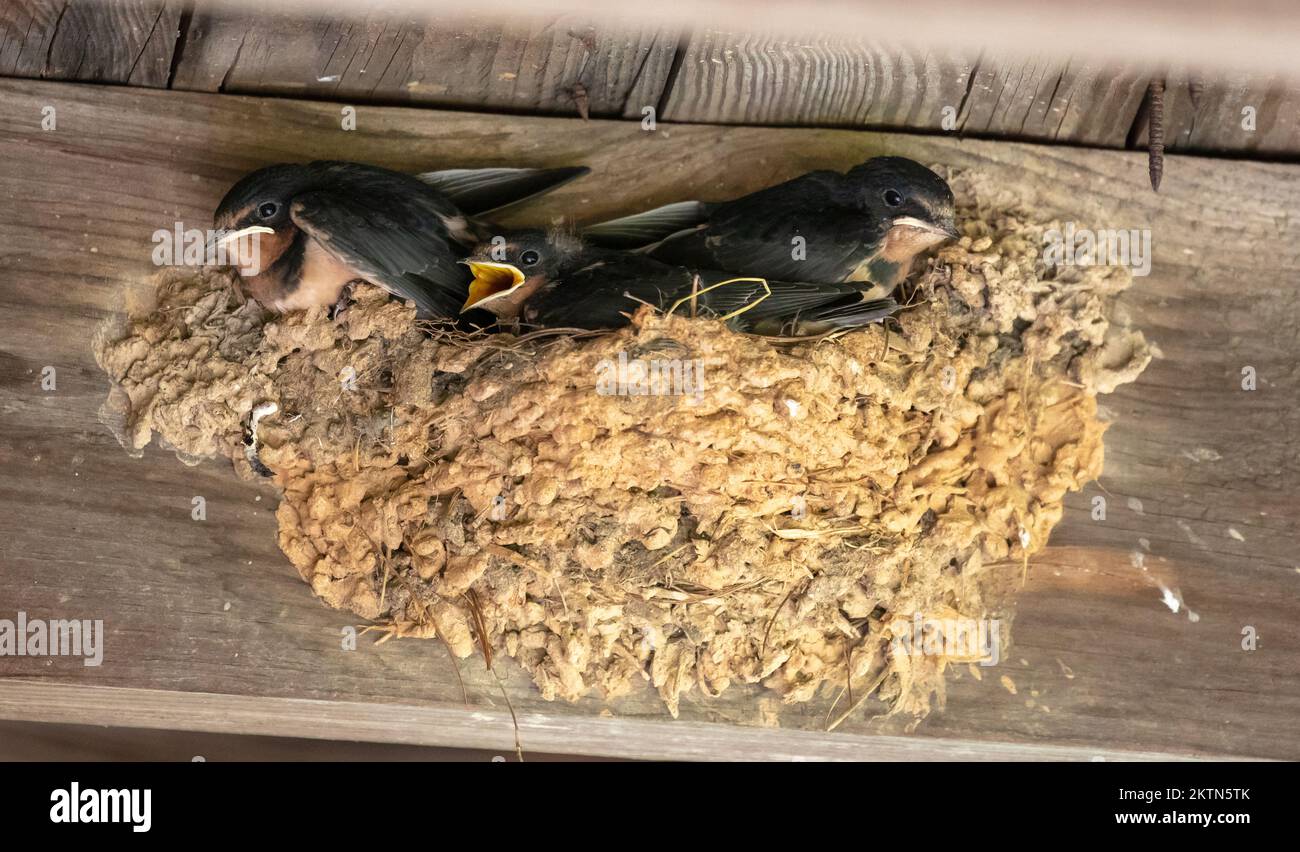 Three feathered Barn Swallow (Hirundo rustica) nestlings are about ...