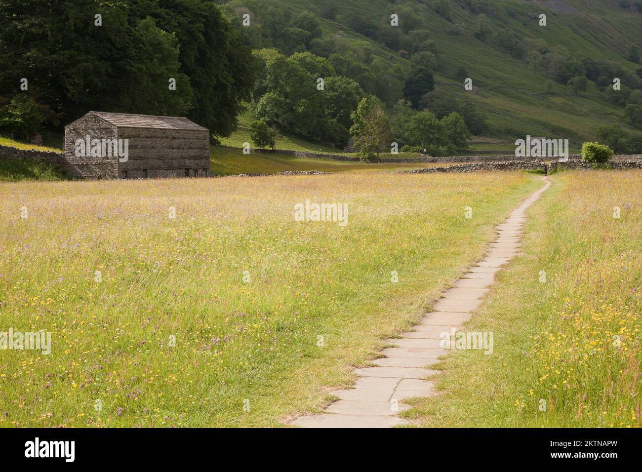 Path through flowering meadows near Muker in Swaledale, Yorkshire Dales ...