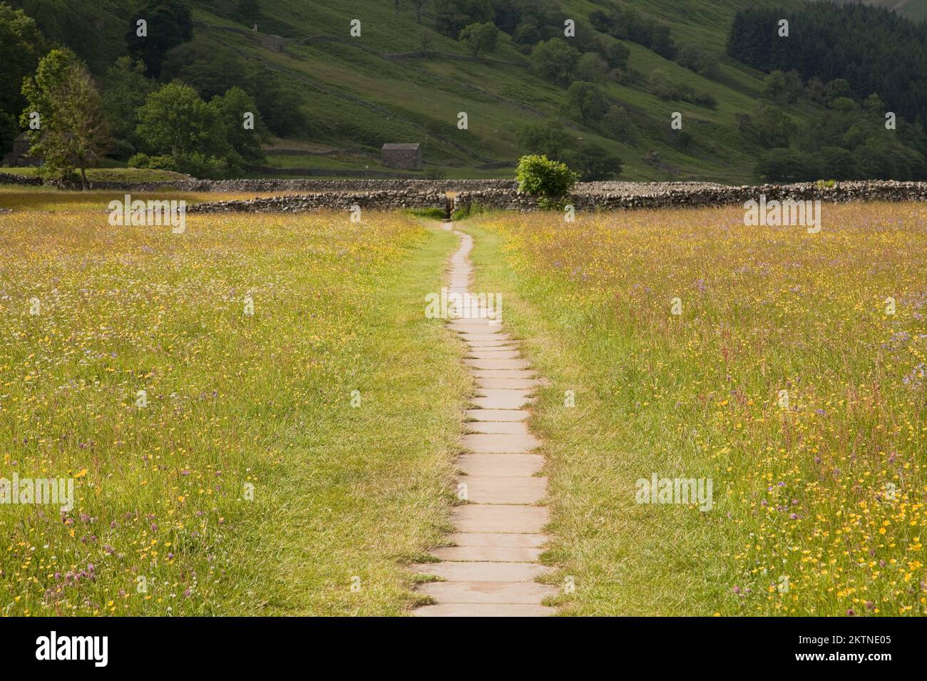 Path through flowering meadows near Muker in Swaledale, Yorkshire Dales ...